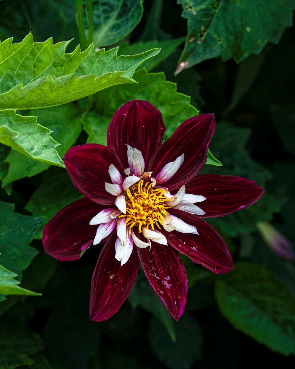 Flower Plant Garden - Free photo on Pixabay