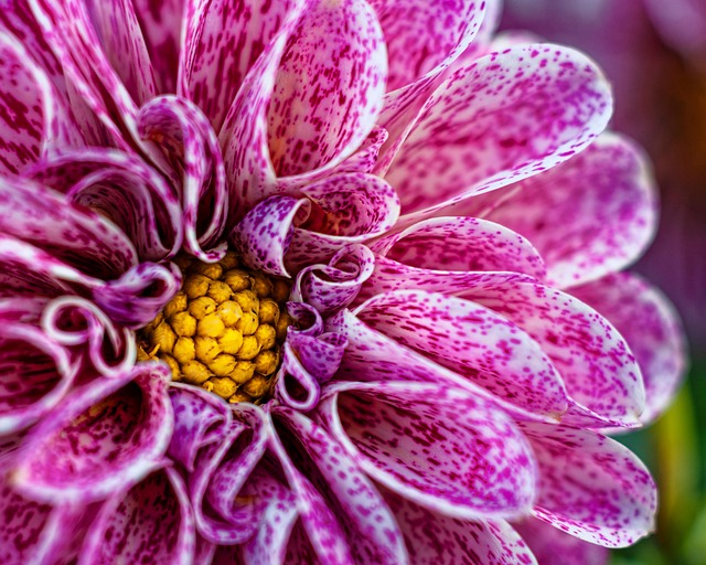 Bunga Kelopak Tanaman - Foto gratis di Pixabay - Pixabay