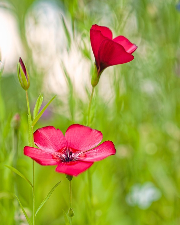 Flower Bloom Nature - Free photo on Pixabay