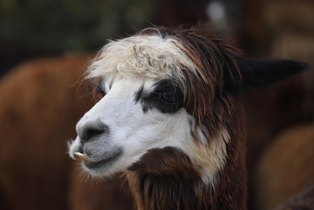 Lama Mammal Head - Free photo on Pixabay