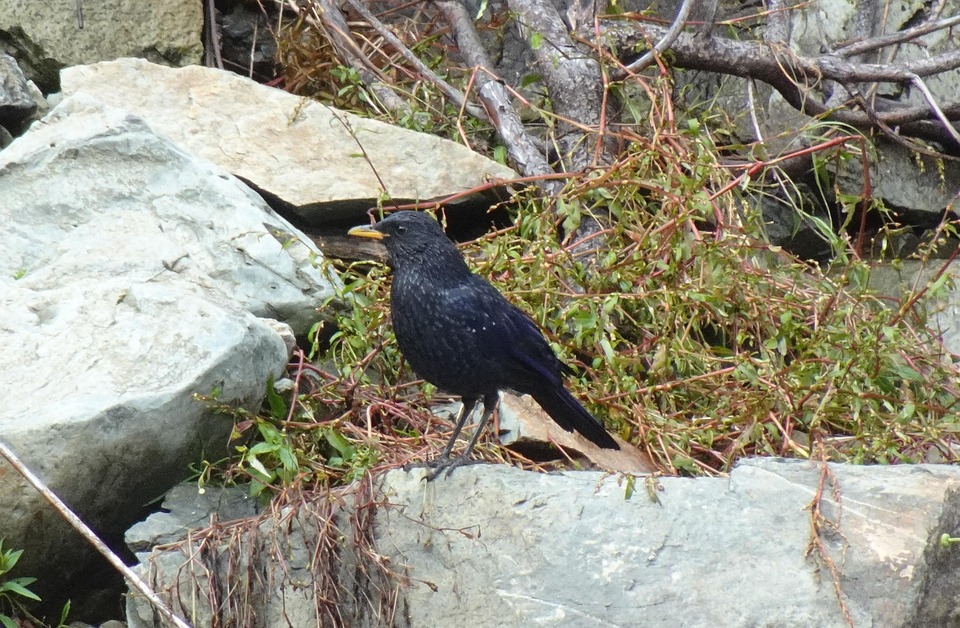Blue Whistling Thrush Bird - Free photo on Pixabay - Pixabay