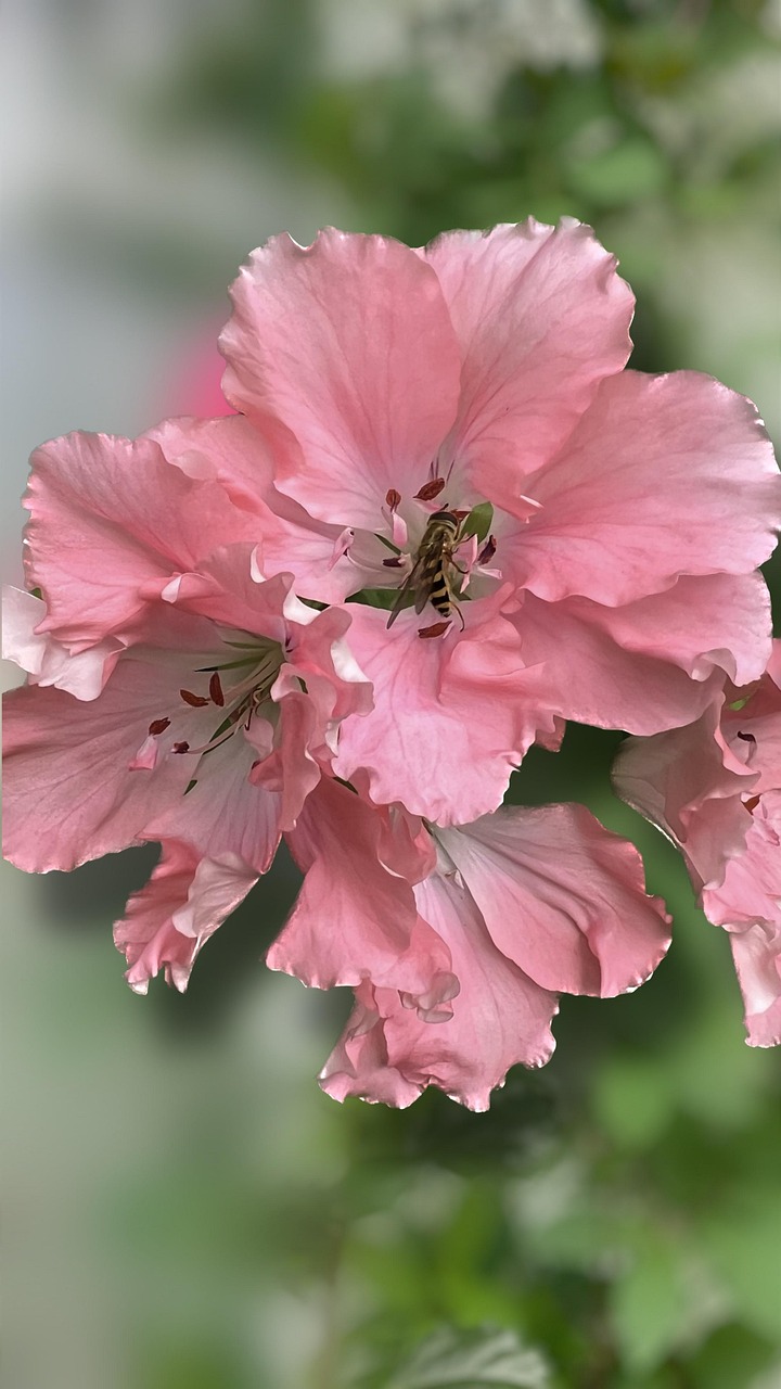 Flowers Plants Petals - Free photo on Pixabay