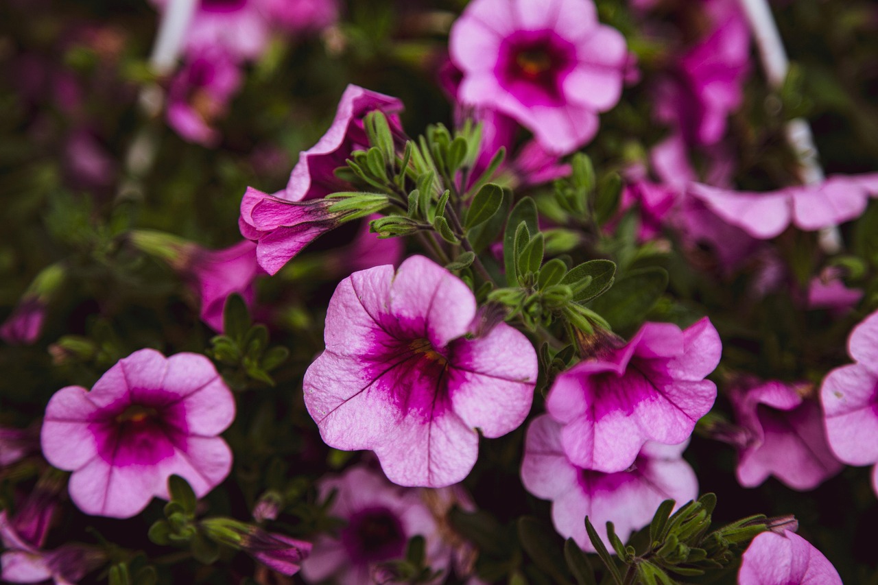 Calibrachoa Parviflora Kalibrachoa - Foto gratis di Pixabay - Pixabay