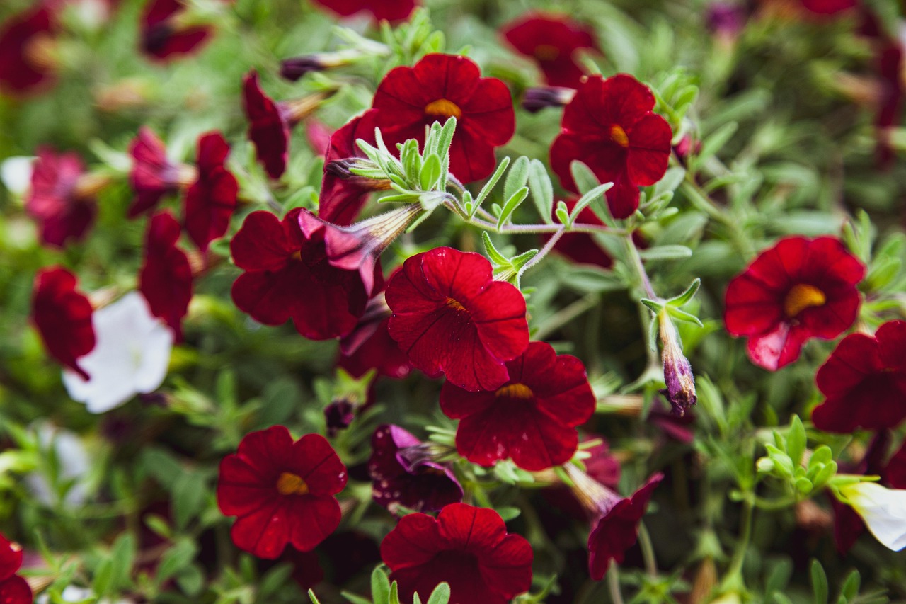 2+ Free Calibrachoa Parviflora & Calibrachoa Images - Pixabay