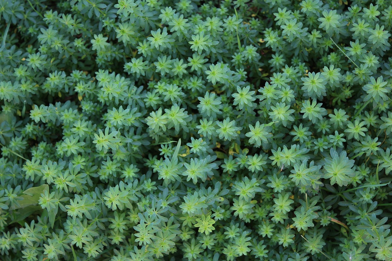 Blat Nature Leaves - Free photo on Pixabay - Pixabay