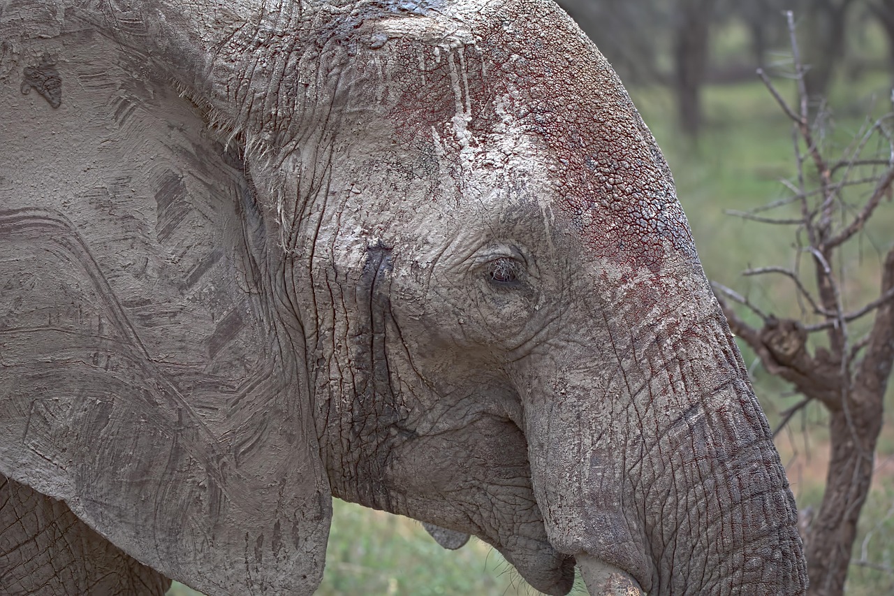 Animal Mammal Elephant - Free photo on Pixabay