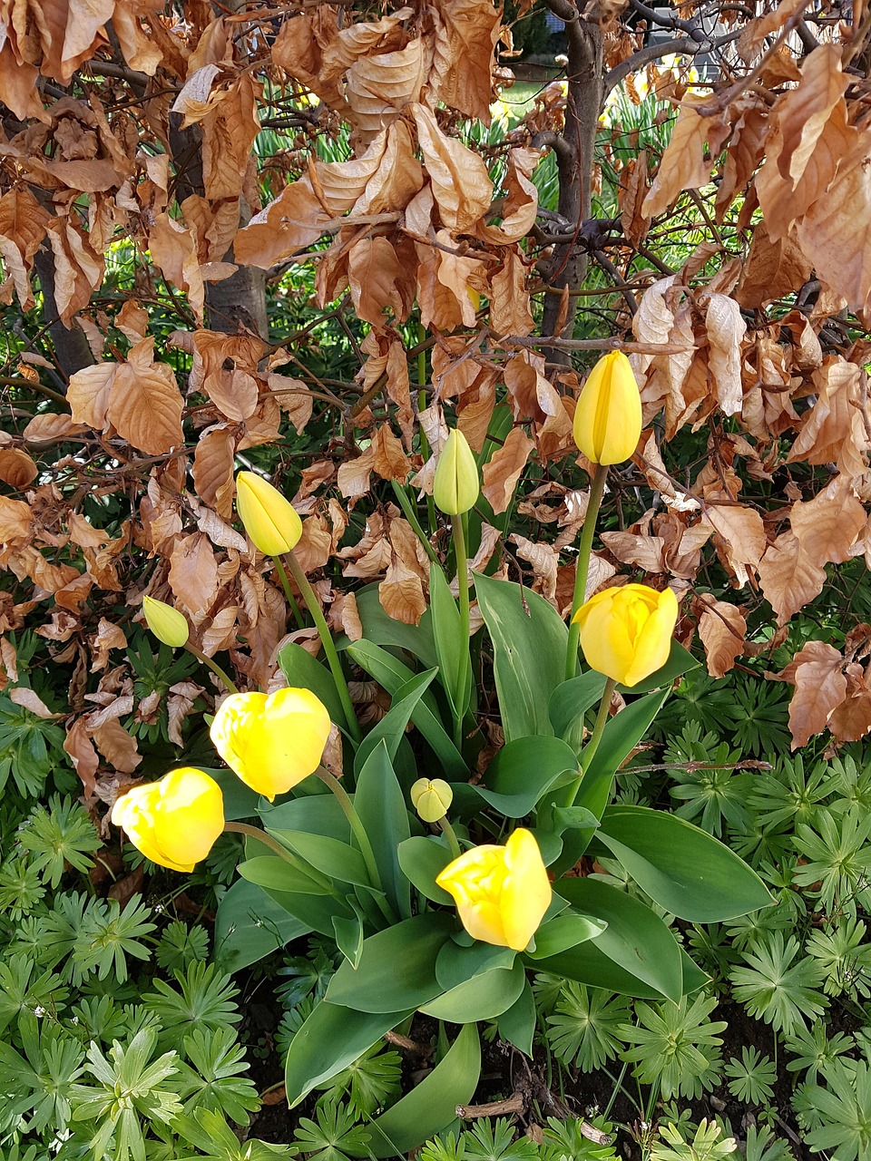 Tulips Yellow Garden - Free photo on Pixabay