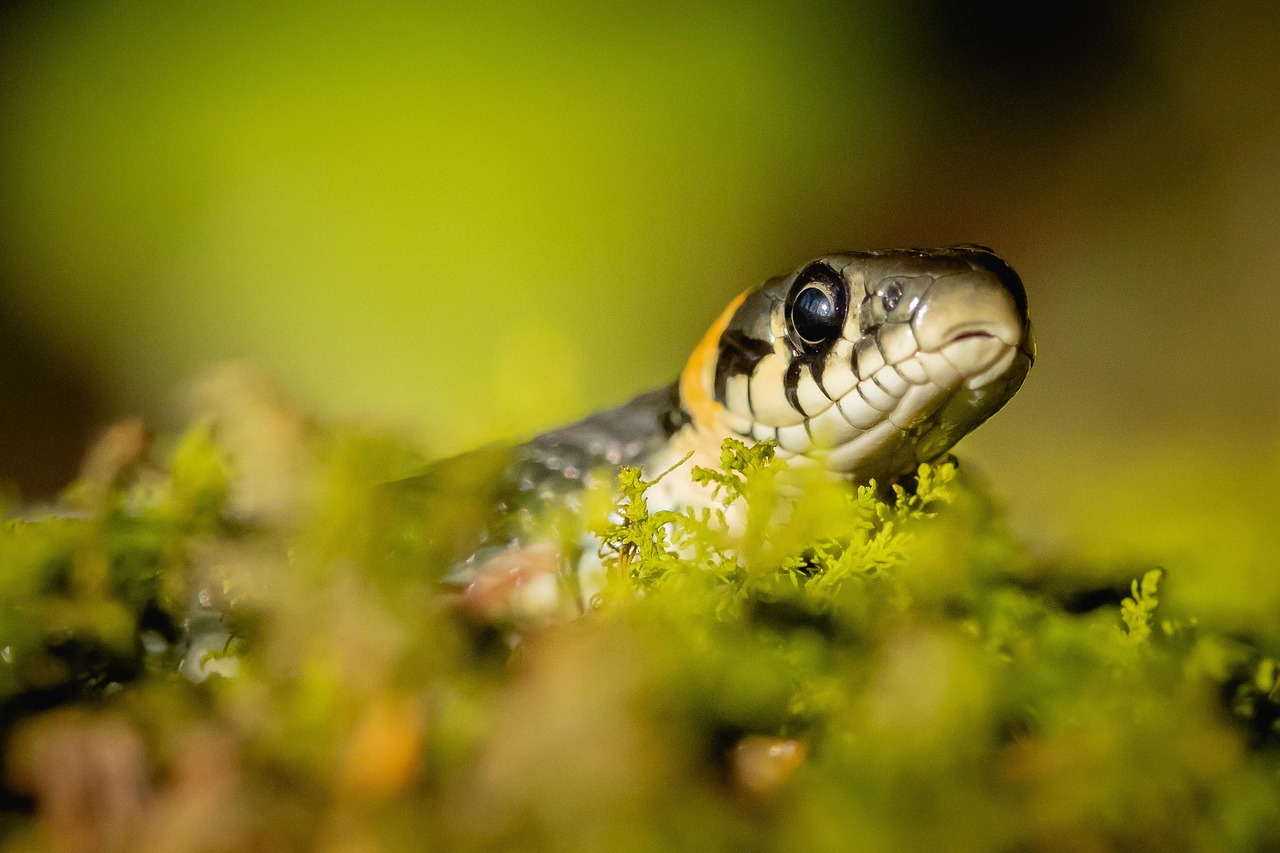 Natureza Floresta Cobra - Foto gratuita no Pixabay - Pixabay