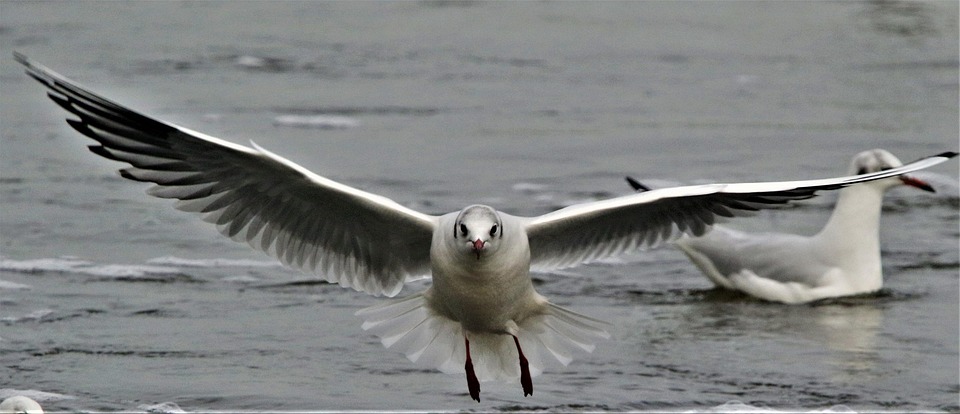 Möwe Fliegend Vogel - Kostenloses Foto auf Pixabay