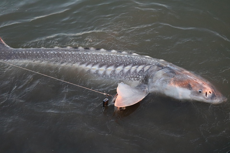 Sturgeon Fishing White - Free photo on Pixabay - Pixabay
