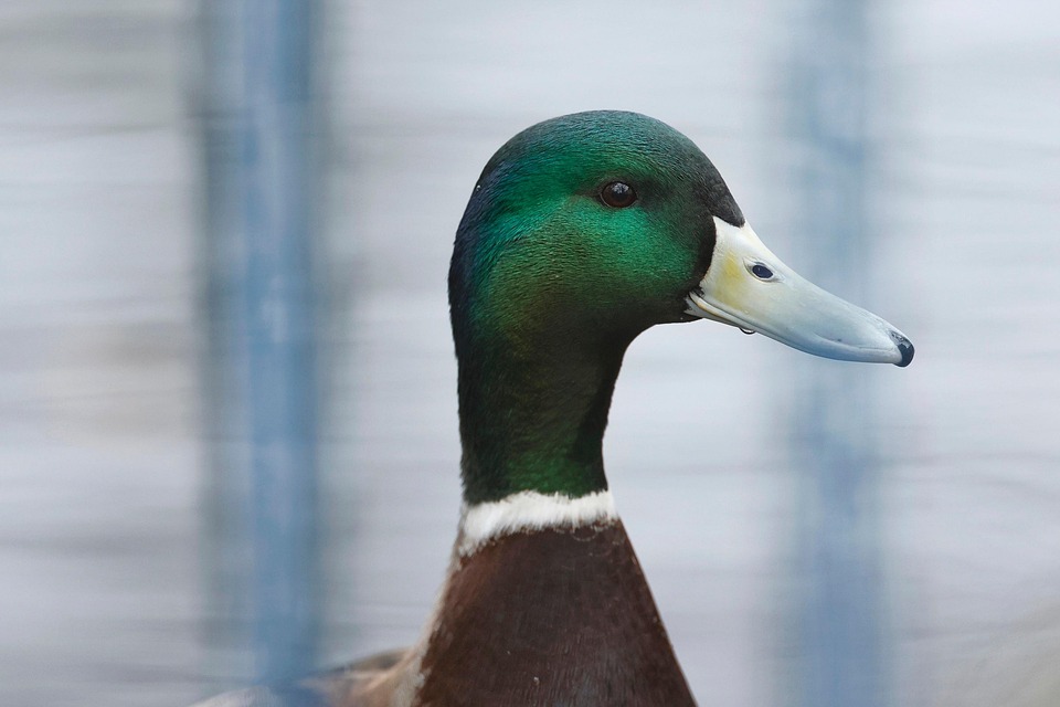 Bird Ornithology Mallard - Free photo on Pixabay - Pixabay