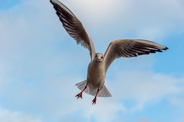Seagull Bird Wings - Free photo on Pixabay