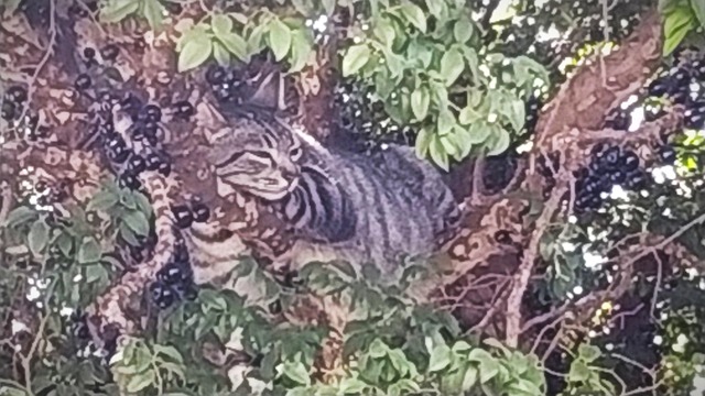 Cat Trouver Le Chat À - Photo gratuite sur Pixabay - Pixabay