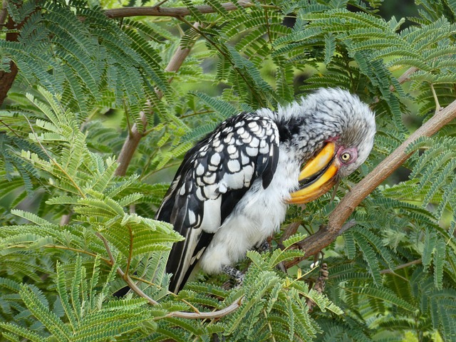 Vogel Natur Federn - Kostenloses Foto auf Pixabay - Pixabay