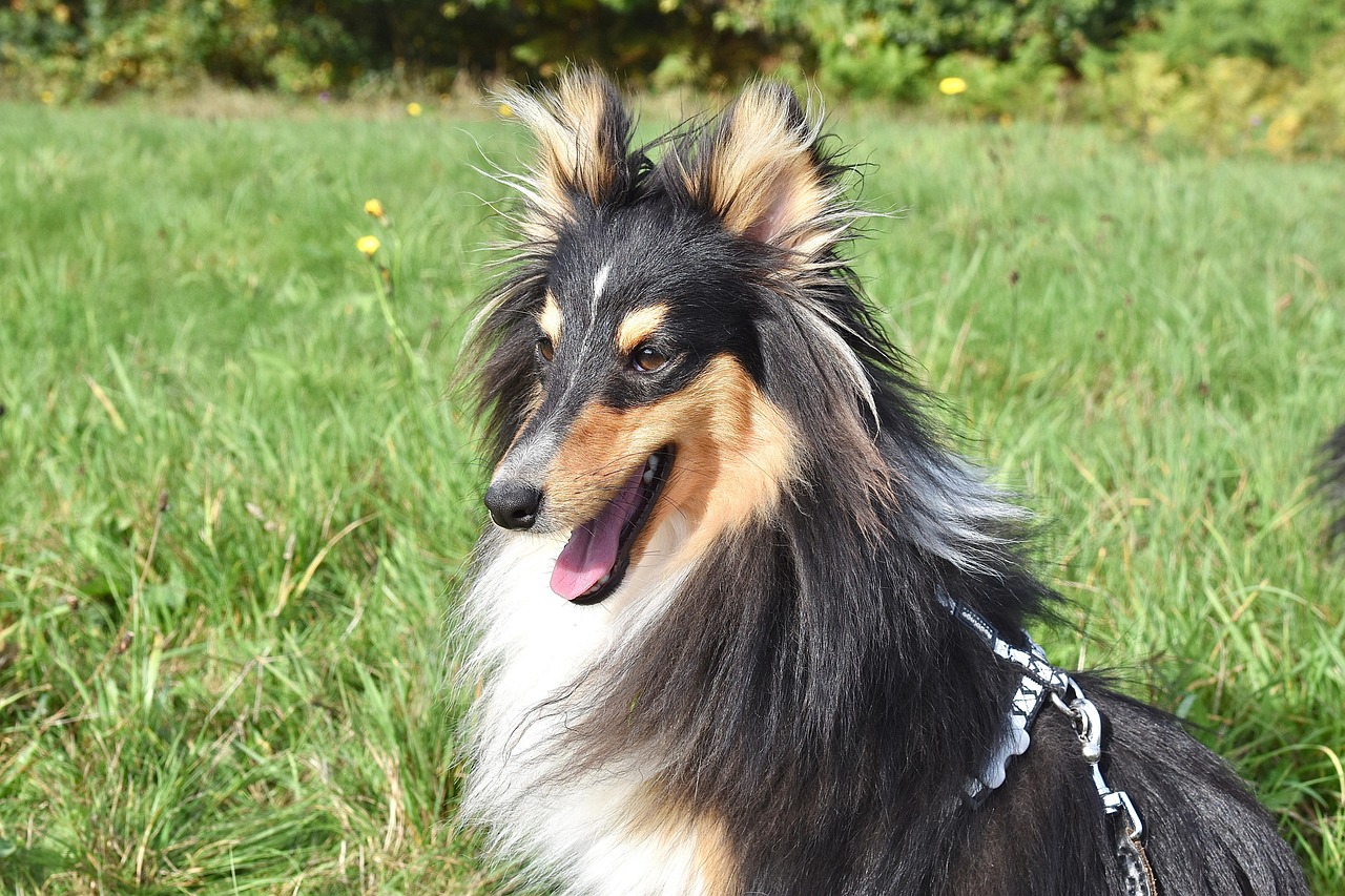 Shetland Sheepdog Watch - Free photo on Pixabay - Pixabay