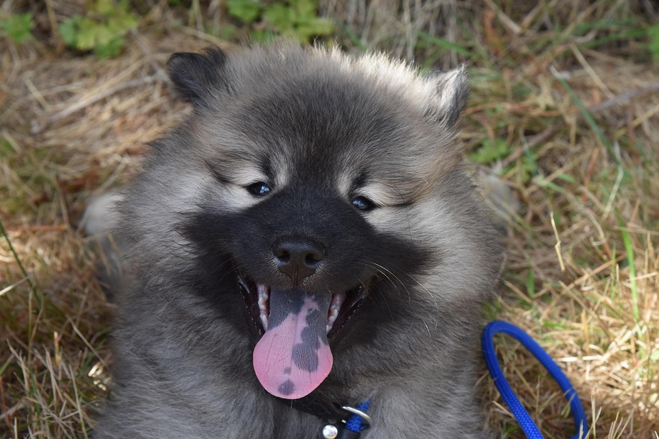 Eurasier Puppy Pet Canine Speckled - Free photo on Pixabay