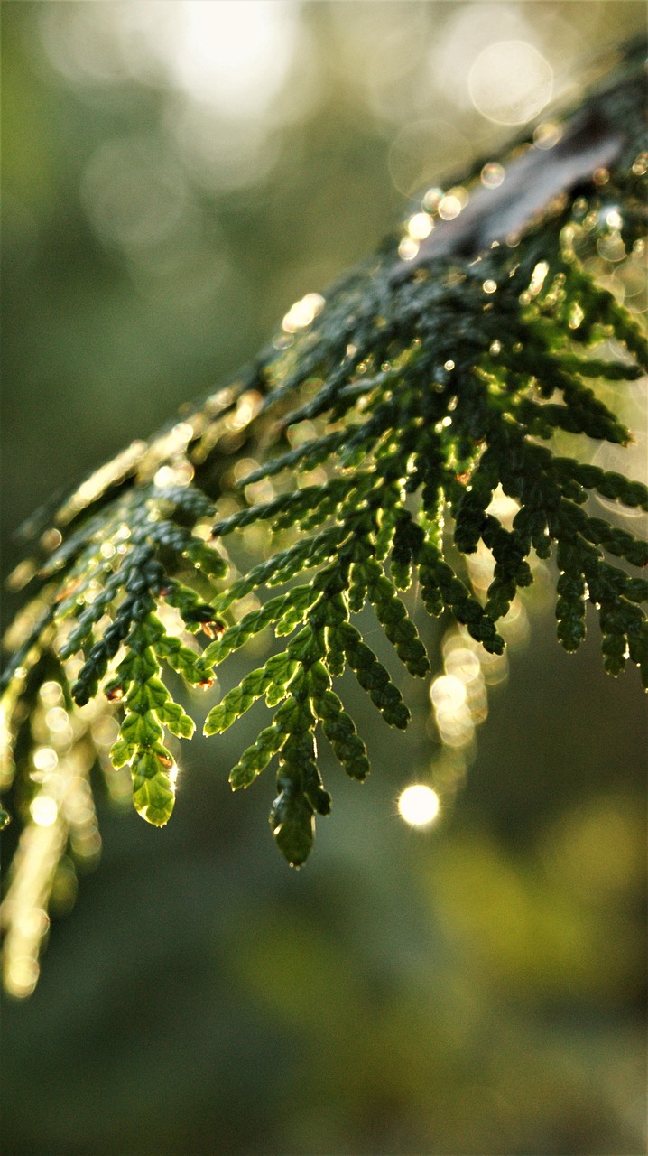 Woods Botany Growth - Free photo on Pixabay