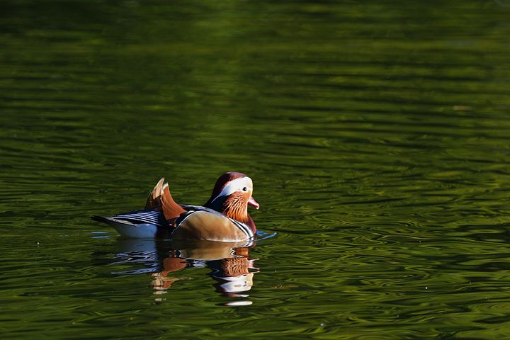 Más de 400 imágenes gratis de Patos Mandarín y Pato - Pixabay