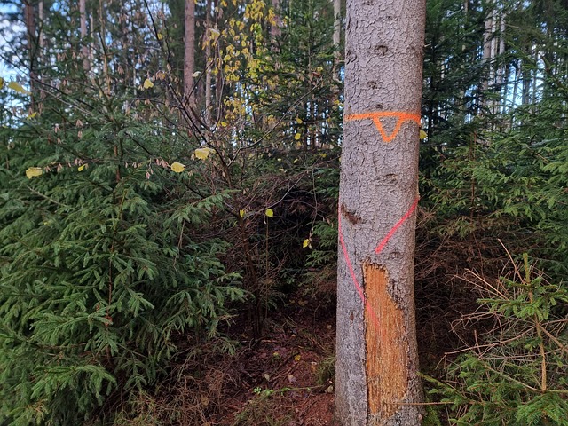 Natur Skog Symbol - Gratis foto på Pixabay - Pixabay
