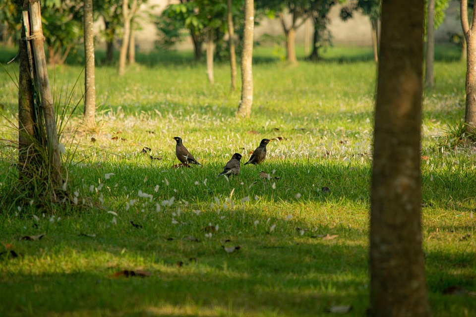 Birds Nature Grass - Free photo on Pixabay