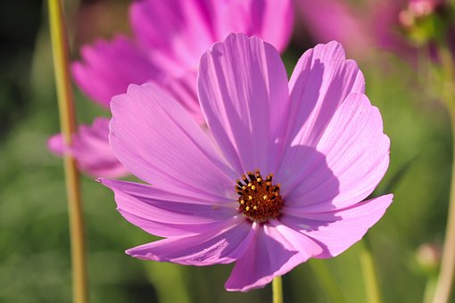Anime Flor Cosmos Prado De Flores - Free video on Pixabay