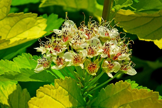 Flowers Garden Bush - Free photo on Pixabay