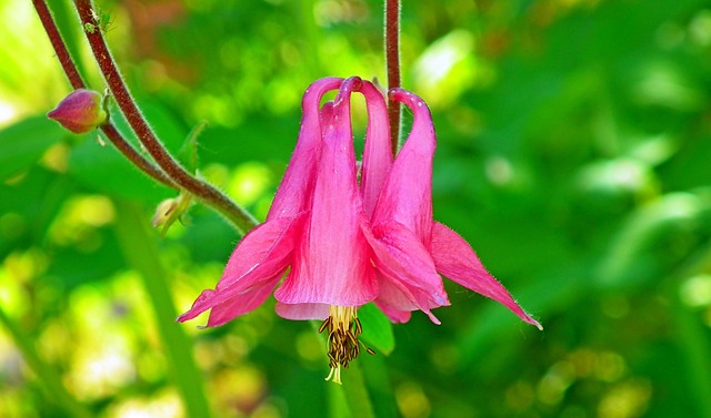 Eagles Flowers Plants - Free photo on Pixabay