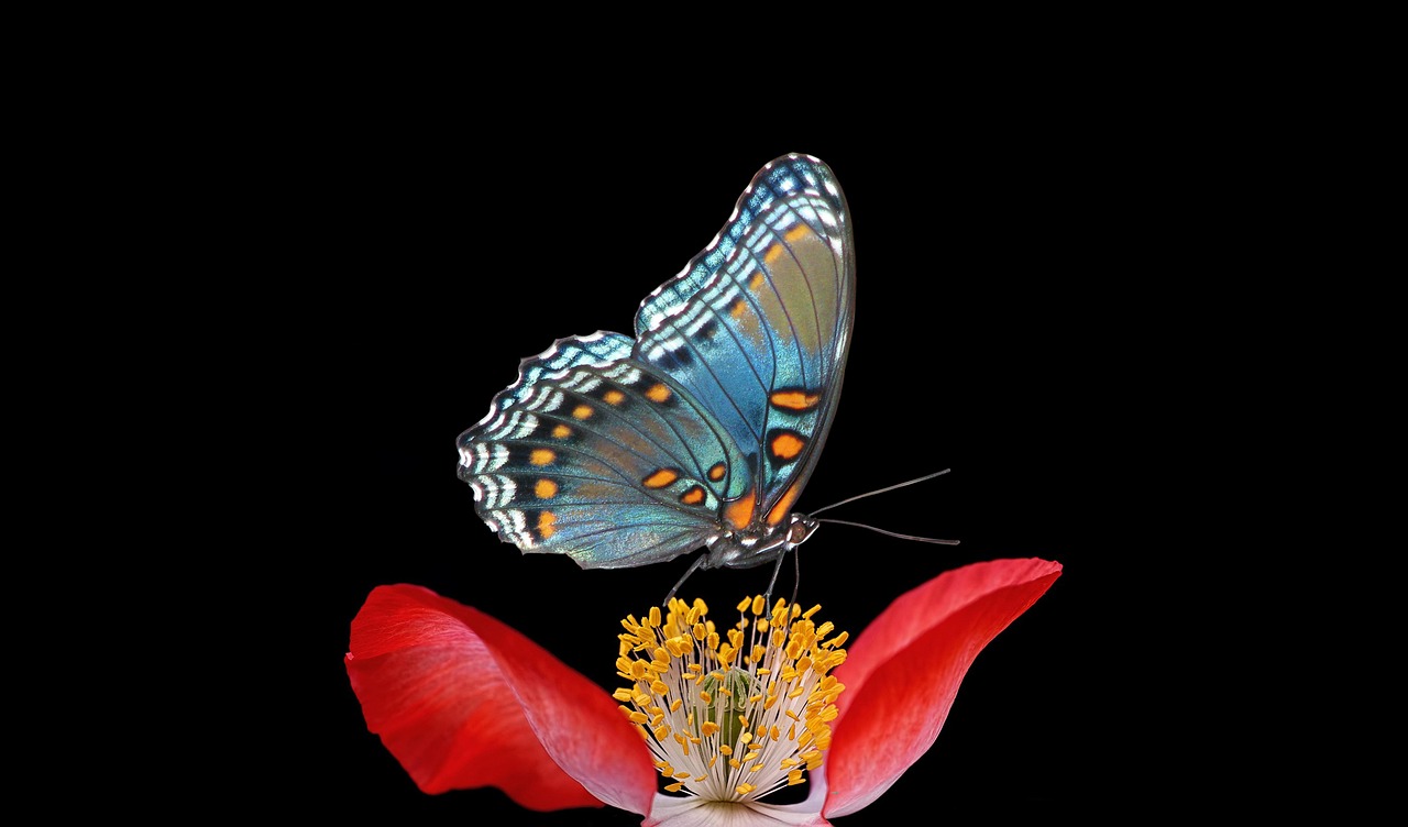 Butterfly Flower Nature - Free photo on Pixabay