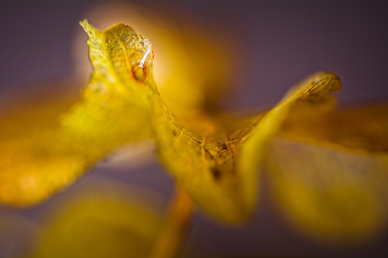 Flower Yellow Macro - Free photo on Pixabay