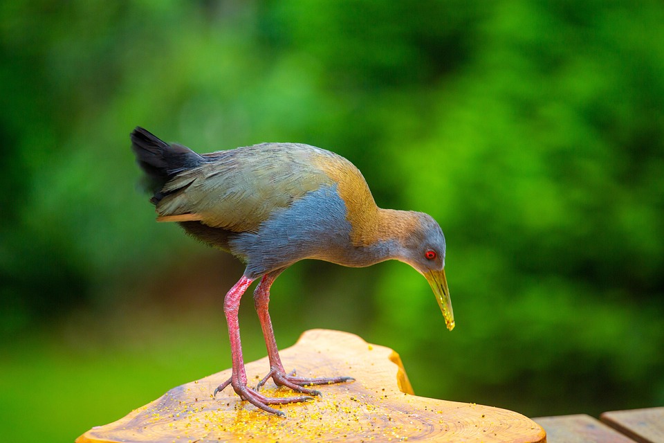 Slaty-Breasted Wood Rail Bird - Free photo on Pixabay - Pixabay