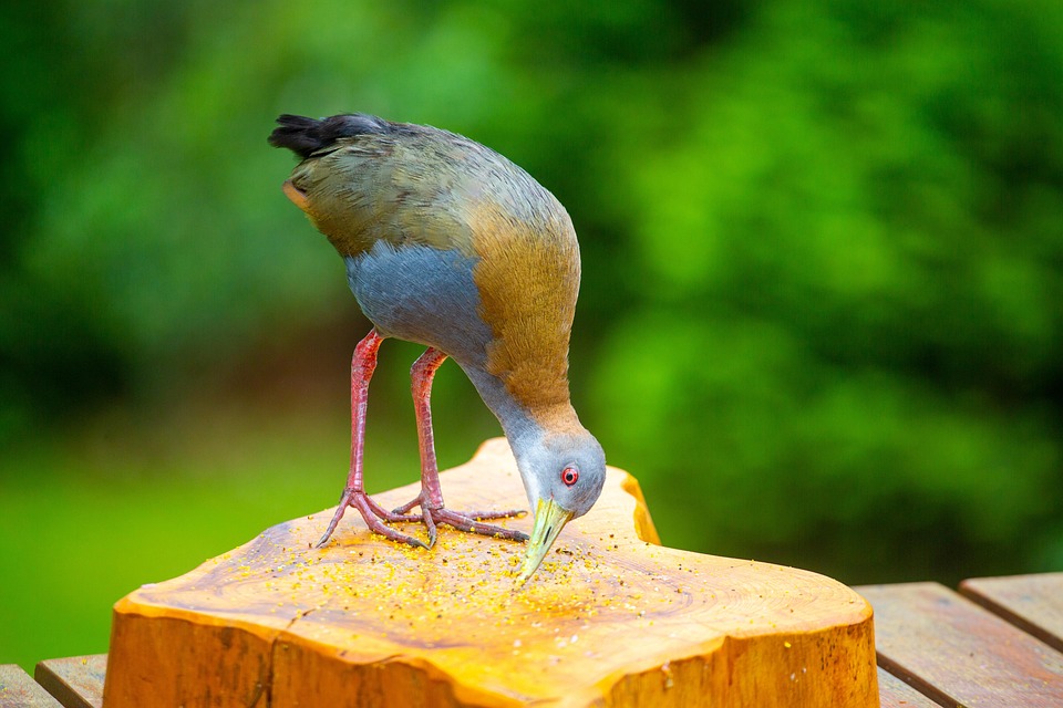 Slaty-Breasted Wood Rail Bird - Free photo on Pixabay