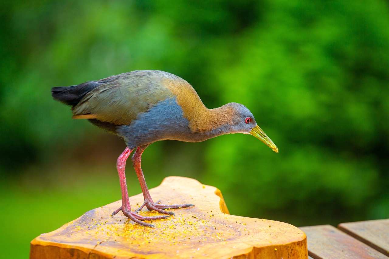 Slaty-Breasted Wood Rail Bird - Free photo on Pixabay