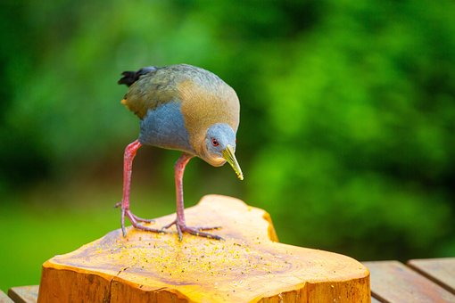 4+ Free Slaty-Breasted Wood Rail & Bird Images - Pixabay
