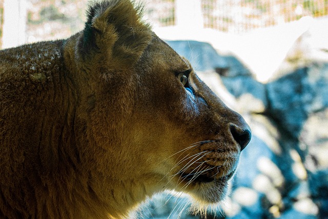 Animal Prădător Leu - Fotografie gratuită pe Pixabay - Pixabay