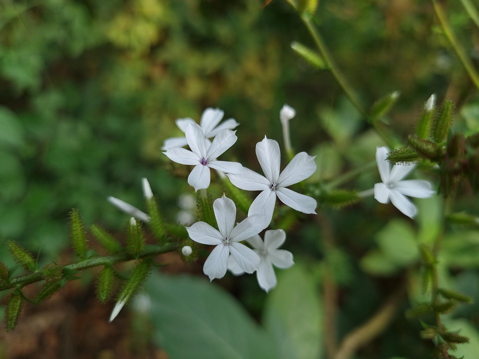 Bunga-Bunga Alam Plumbago - Foto gratis di Pixabay - Pixabay