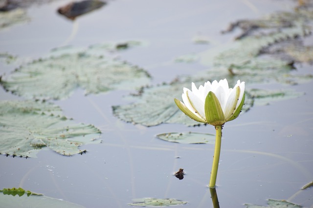 White Water-Lily Flower Plant - Free photo on Pixabay - Pixabay