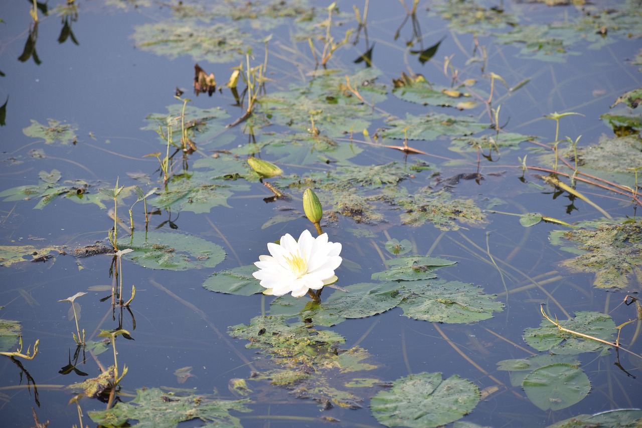 Nénuphar Blanc Fleur Plantes - Photo gratuite sur Pixabay - Pixabay