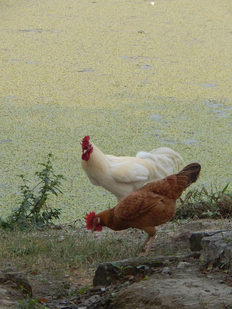 Chicken Hen Poultry - Free photo on Pixabay - Pixabay