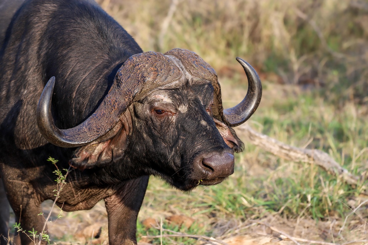 Buffalo Horns Wilderness - Free photo on Pixabay