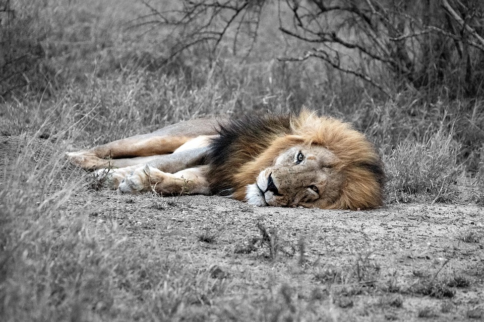 Lion Animal Mammal Big - Free photo on Pixabay