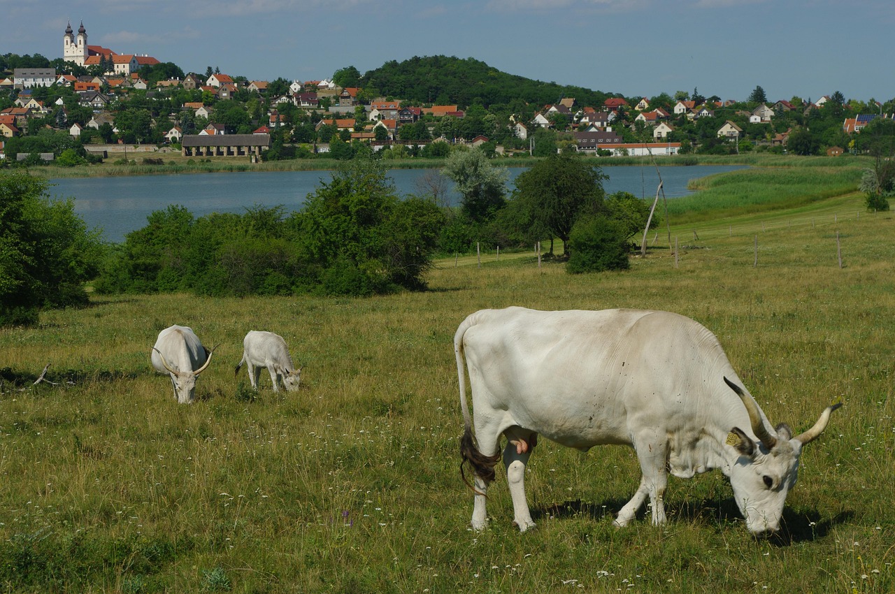 Pasture Church - Free photo on Pixabay - Pixabay