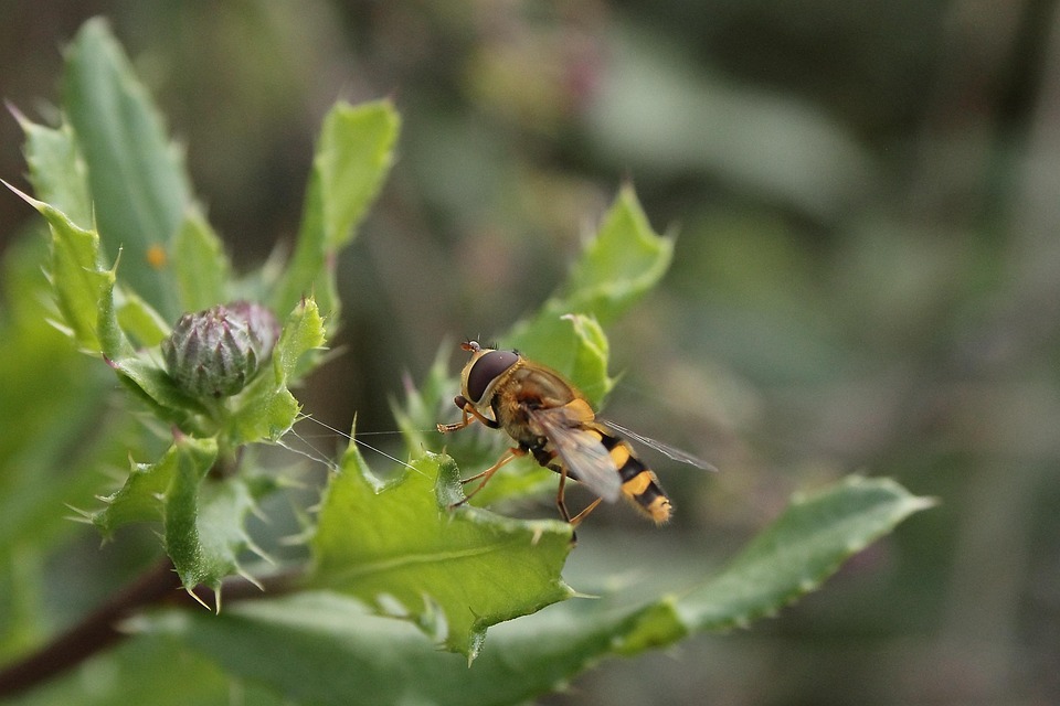 Hover Fly Insect Plant Free Photo On Pixabay