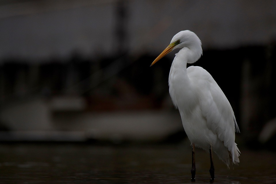 Eastern Great Egret Bird Animal - Free photo on Pixabay