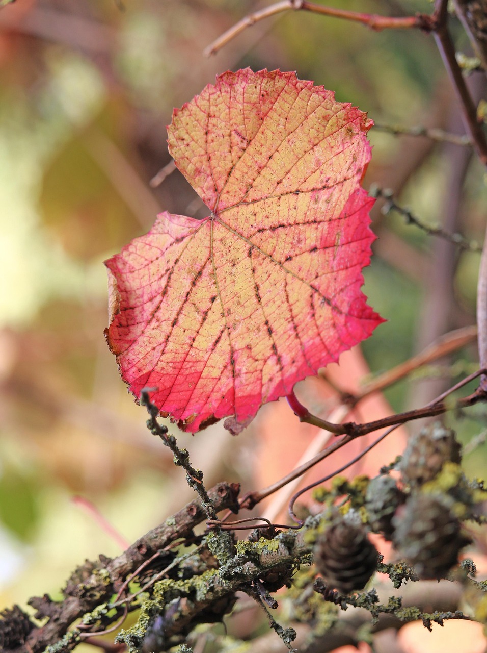 Feuilles Tombe D'Automne - Photo gratuite sur Pixabay - Pixabay