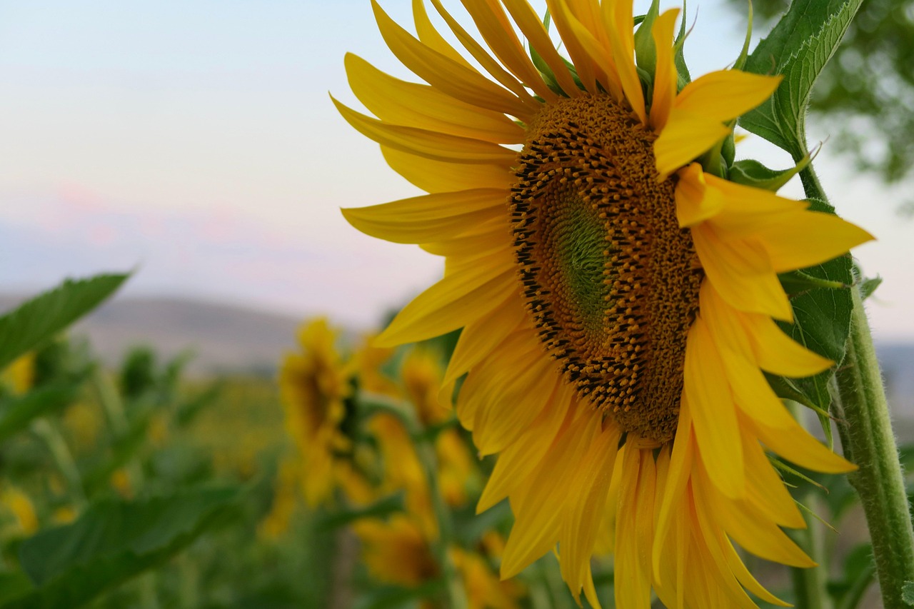 Sunflower Flower Nature - Free photo on Pixabay