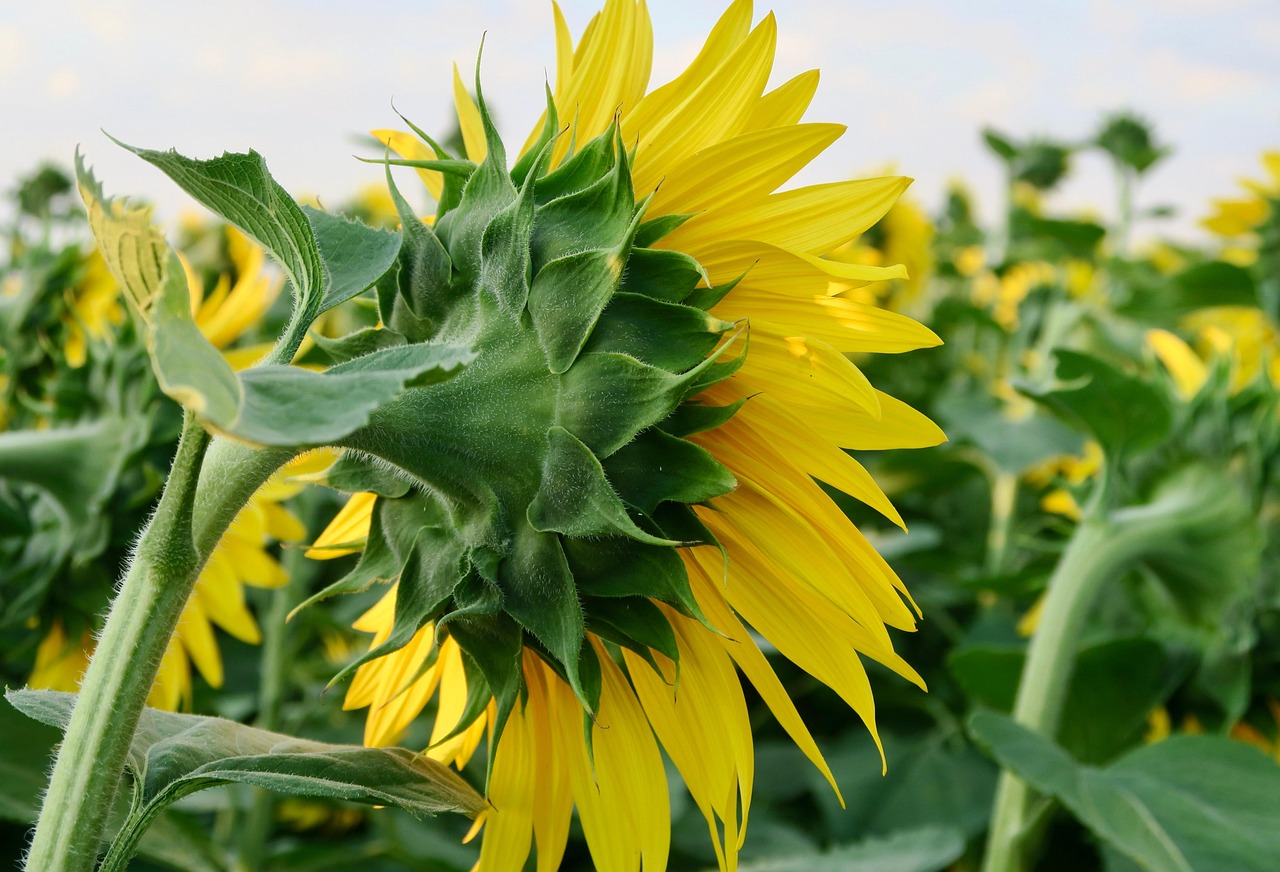 Flor Bloom Girasol - Foto gratis en Pixabay - Pixabay
