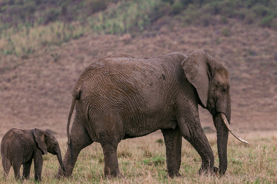 African Elephants Animals Safari - Free photo on Pixabay