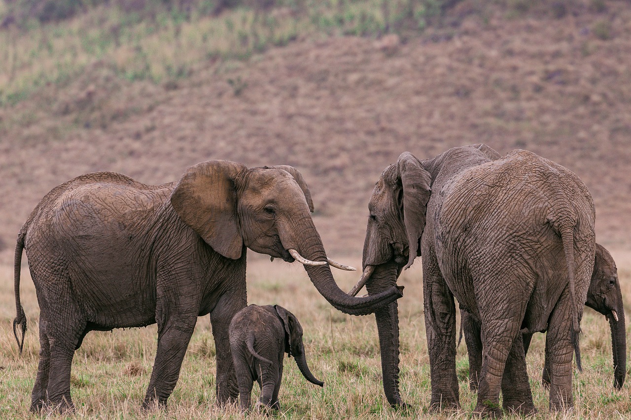 Elefantes Africanos Animales - Foto gratis en Pixabay - Pixabay