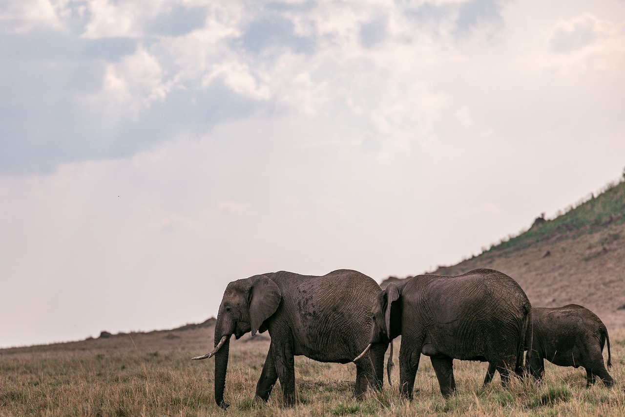 African Elephants Animals Safari - Free photo on Pixabay - Pixabay