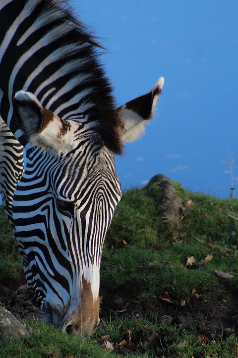 Zebra Tier Säugetier Wildes - Kostenloses Foto auf Pixabay - Pixabay